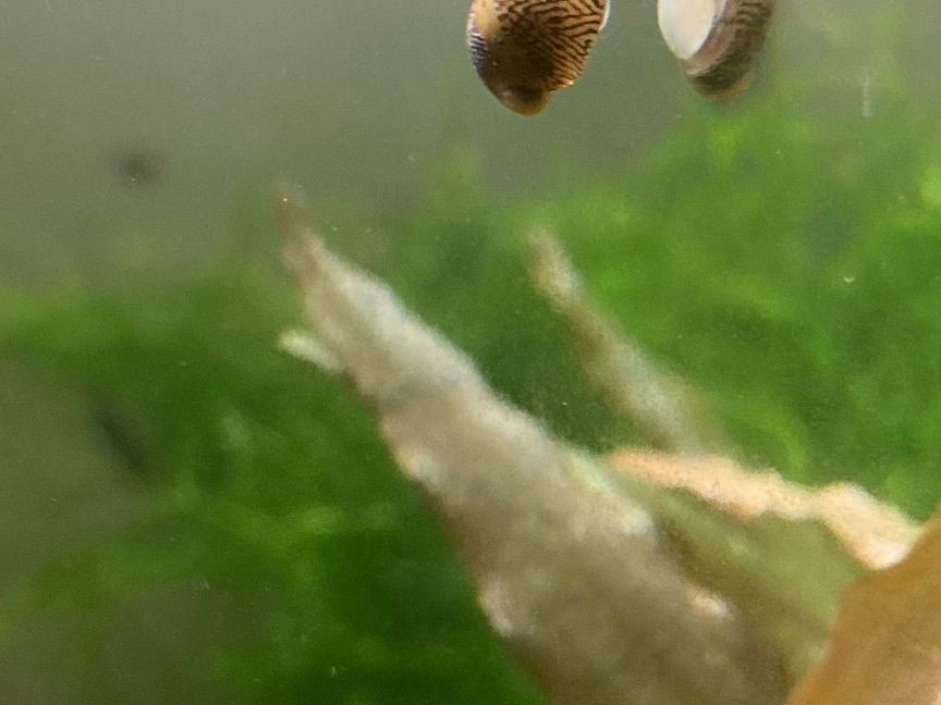 Теодоксус улитка