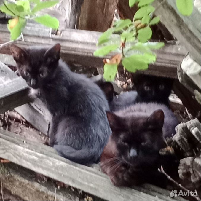 Котята(3-черных и 1 с рисунком)ждут хозяев.Беспл