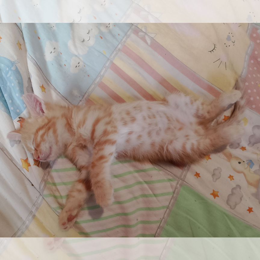 Котёнок в добрые руки