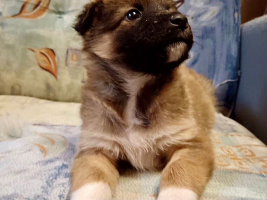 Мальчик и девочка в дом или квартиру