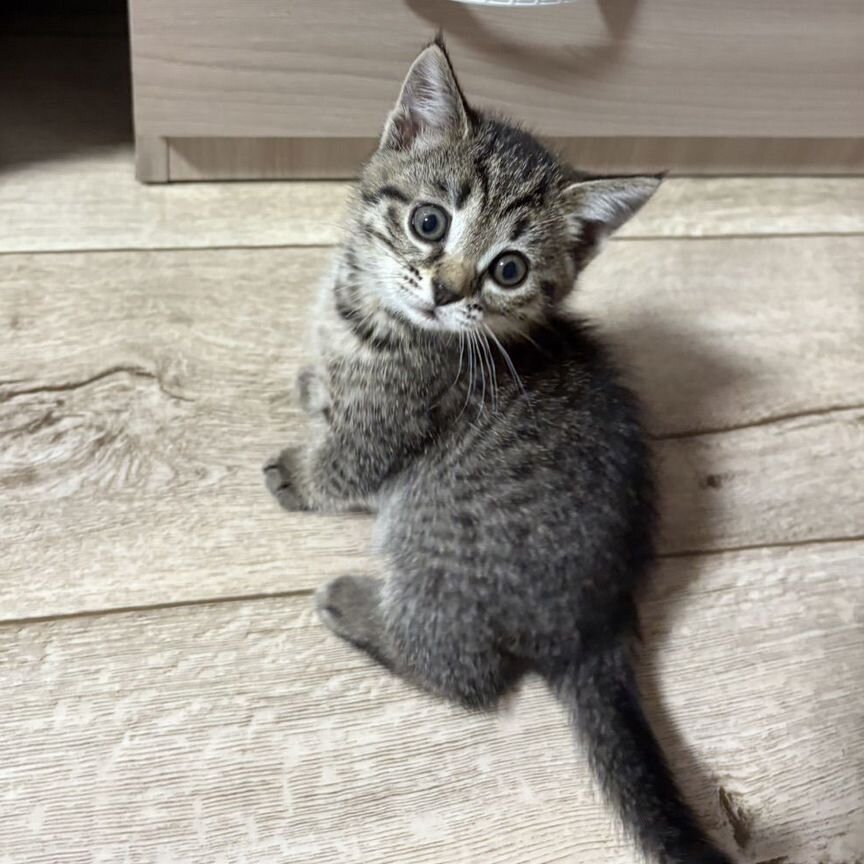 Сиамский котёнок