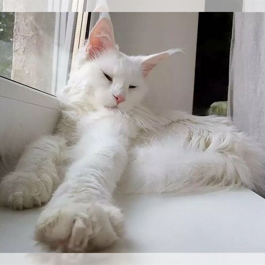 Котята мейн-кун