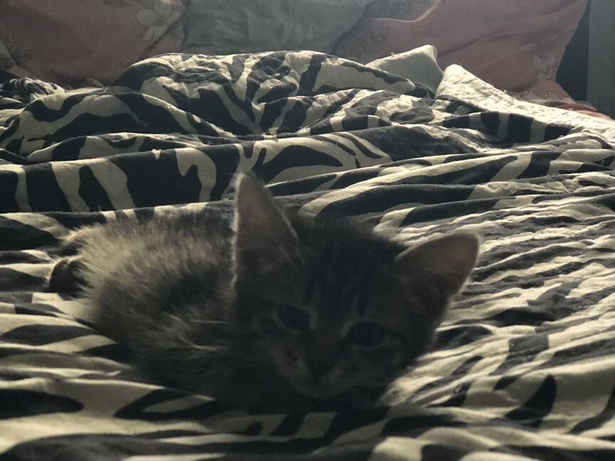 Котенок в дар
