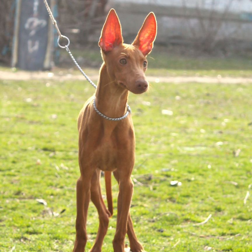 Чирнеко дель этна из питомника РКФ