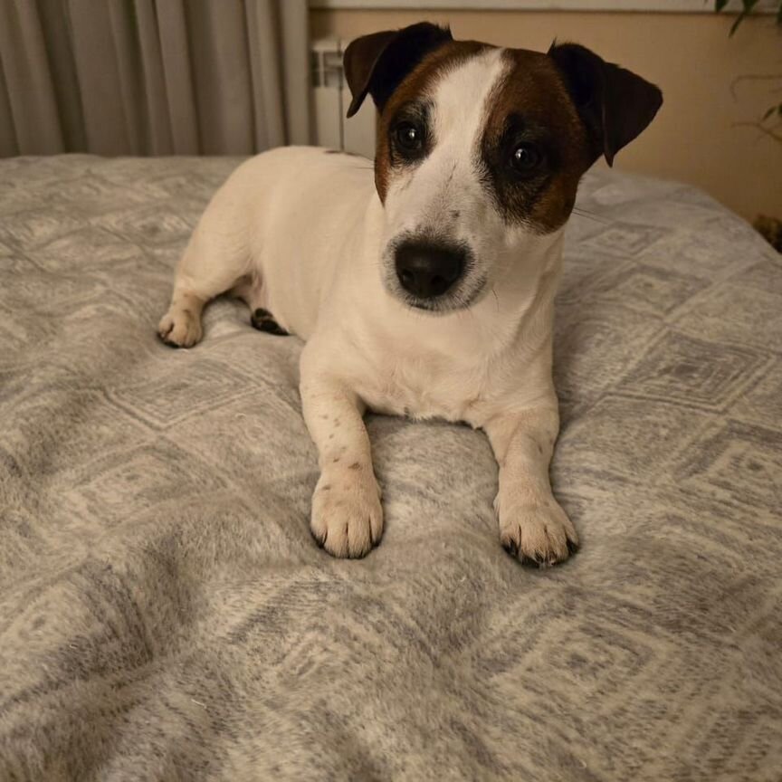 Найдена собака