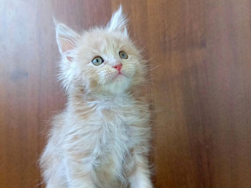 Рыжий котенок Мейн-Кун