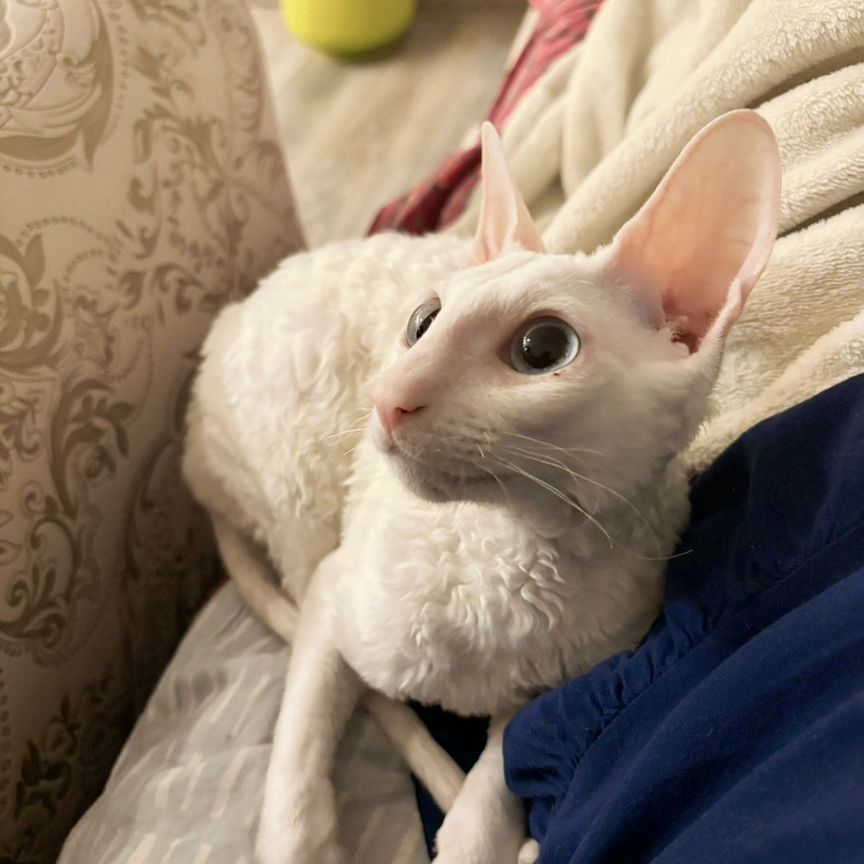 Кошка ищет жениха вязка