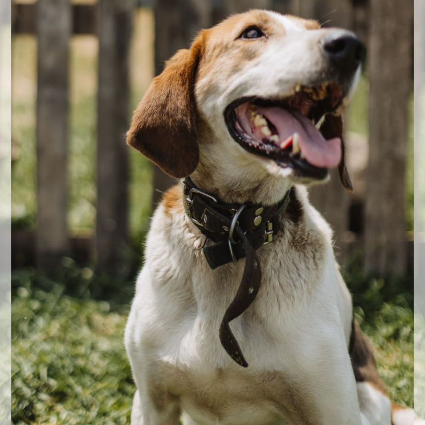 Взрослый пёс в добрые руки