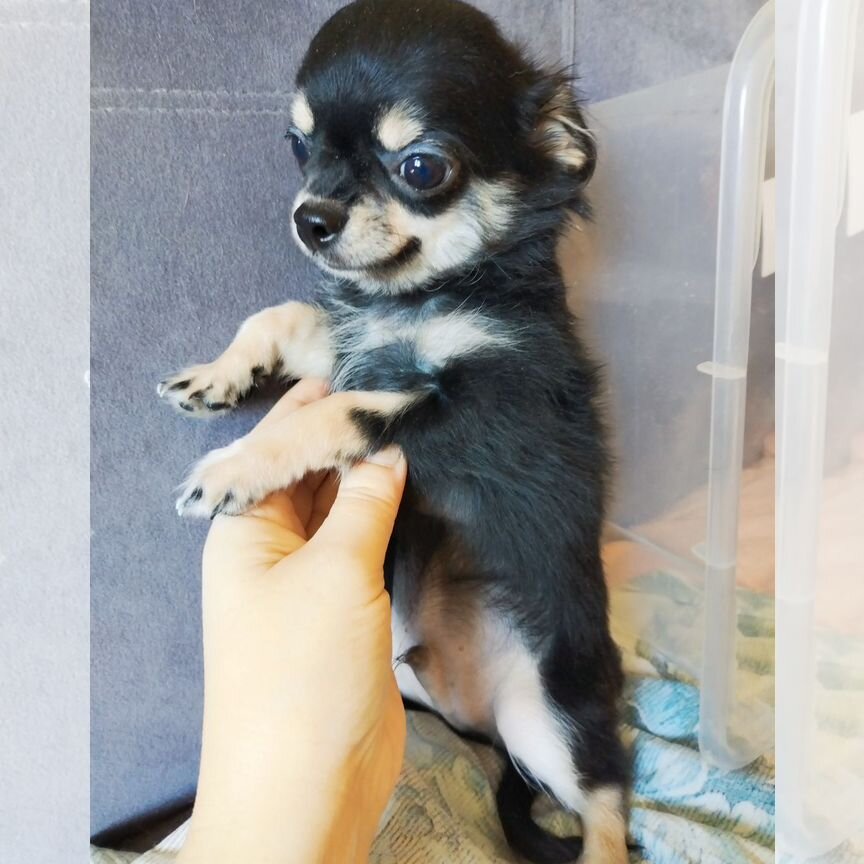 Чихуахуа щеночки