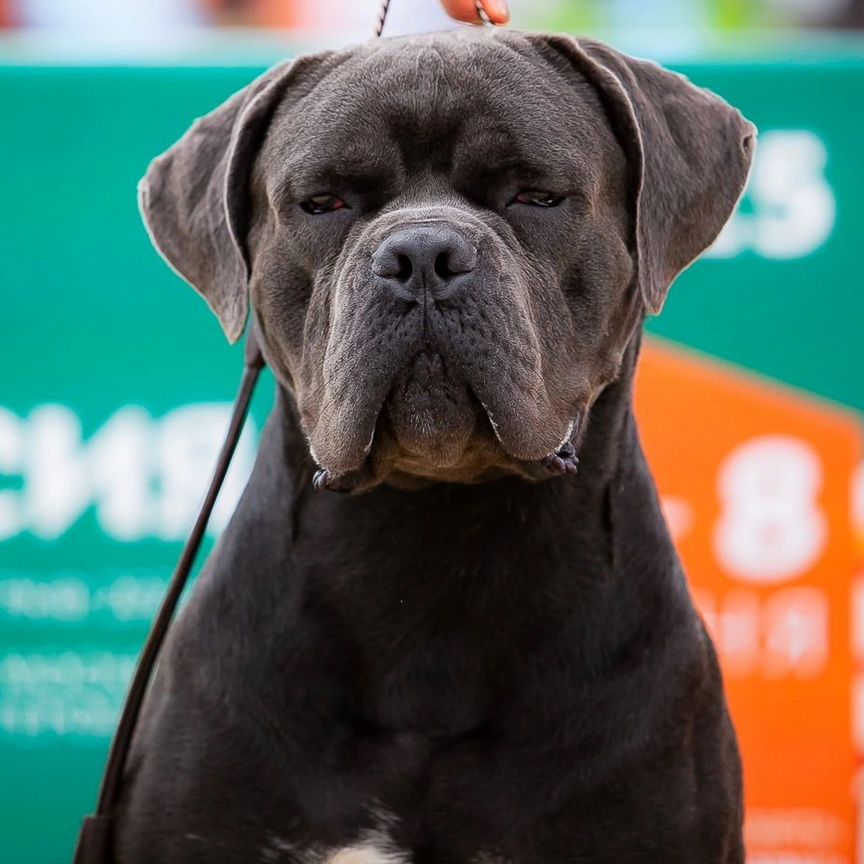 Кане-корсо, взрослый пёс