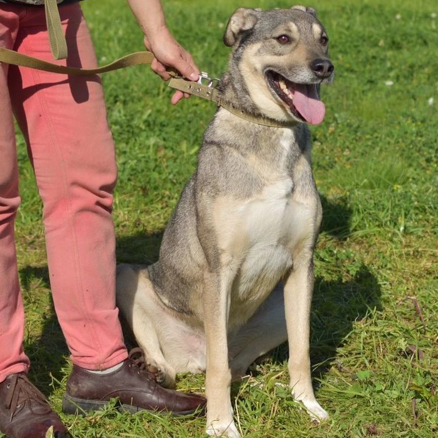 Отличный пёс в дар