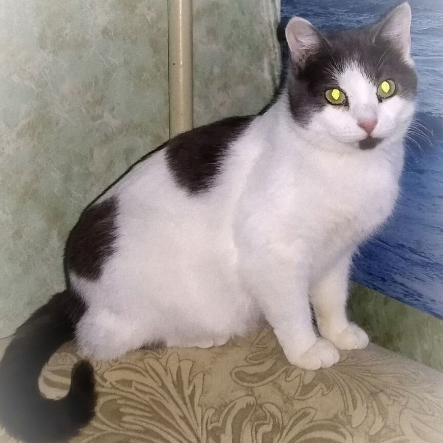 Молодой котик