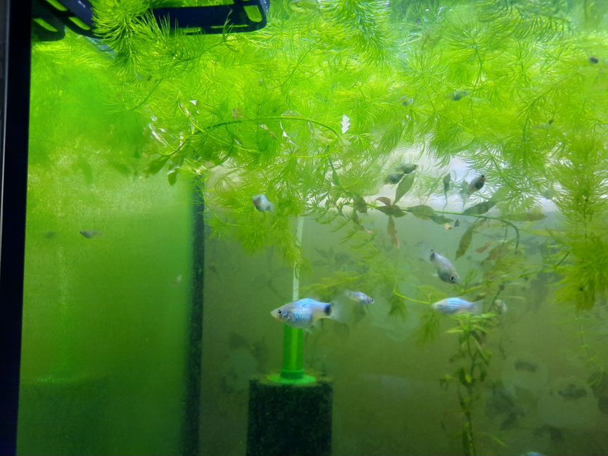 Аквариумное растение