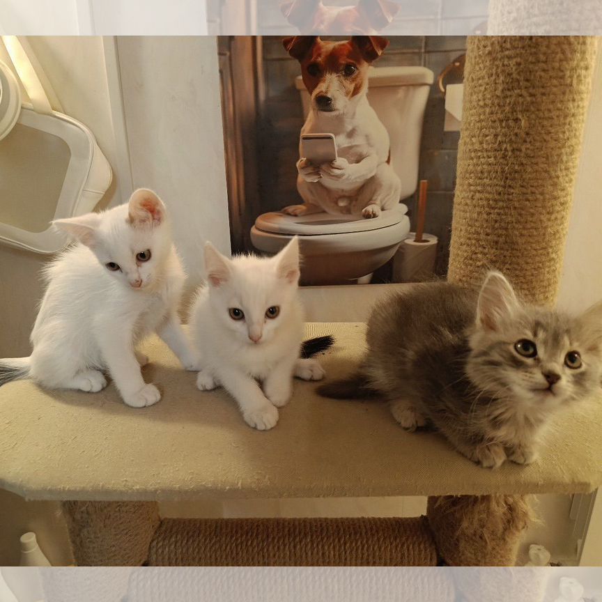 Котёнок в добрые руки