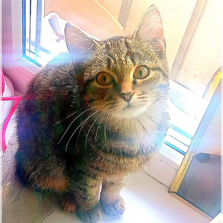 Отдам котенка в добрые руки