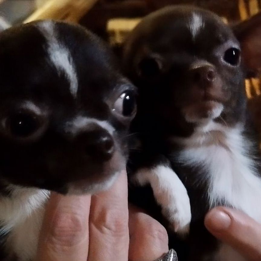 Шоколадные чихуахуа щенки