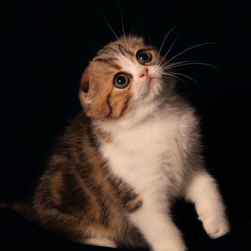 Шотландский котик вислоухий