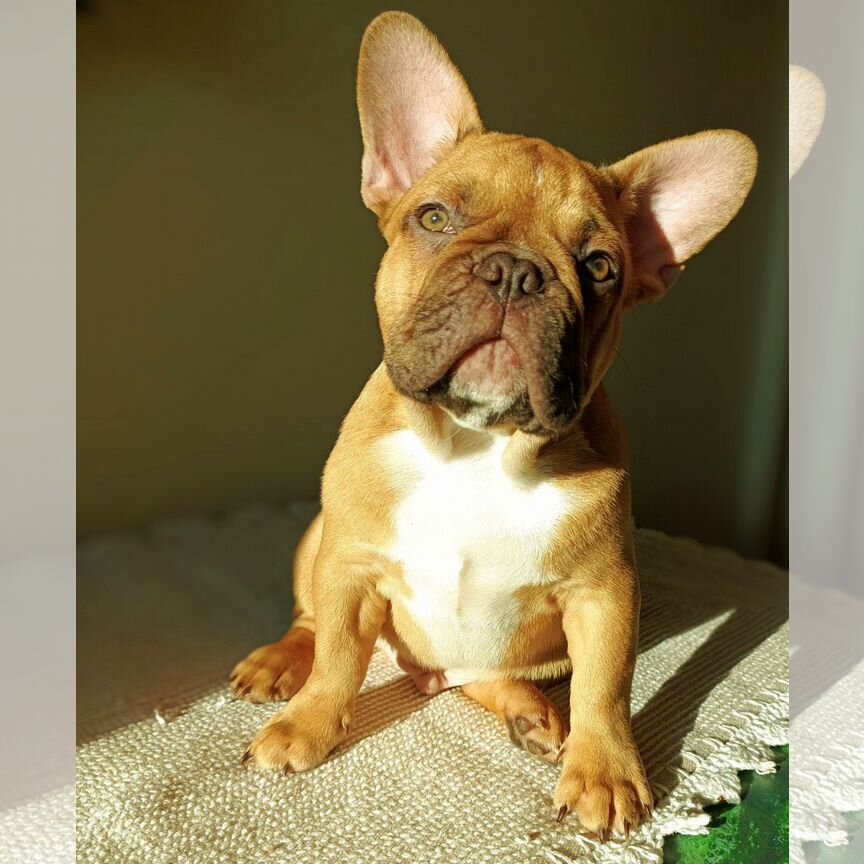 Французский бульдог, щенок