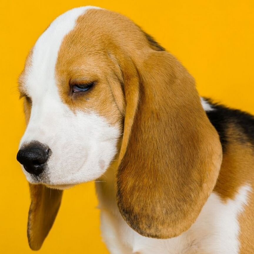 Бигль, щенок