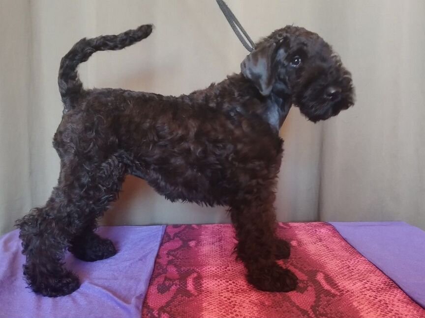 Щенок керри блю терьера