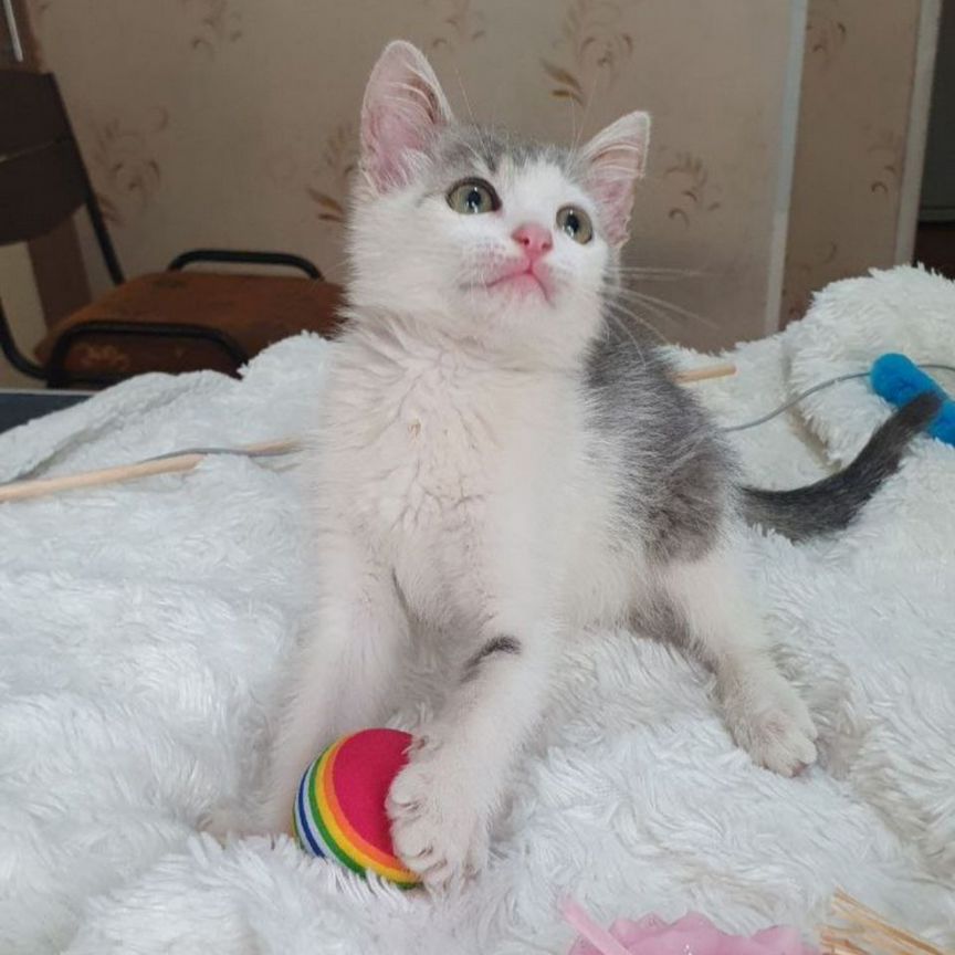 Девочка котёнок в добрые руки