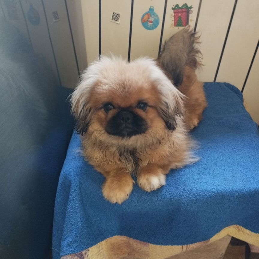 Пекинес мальчик вязка