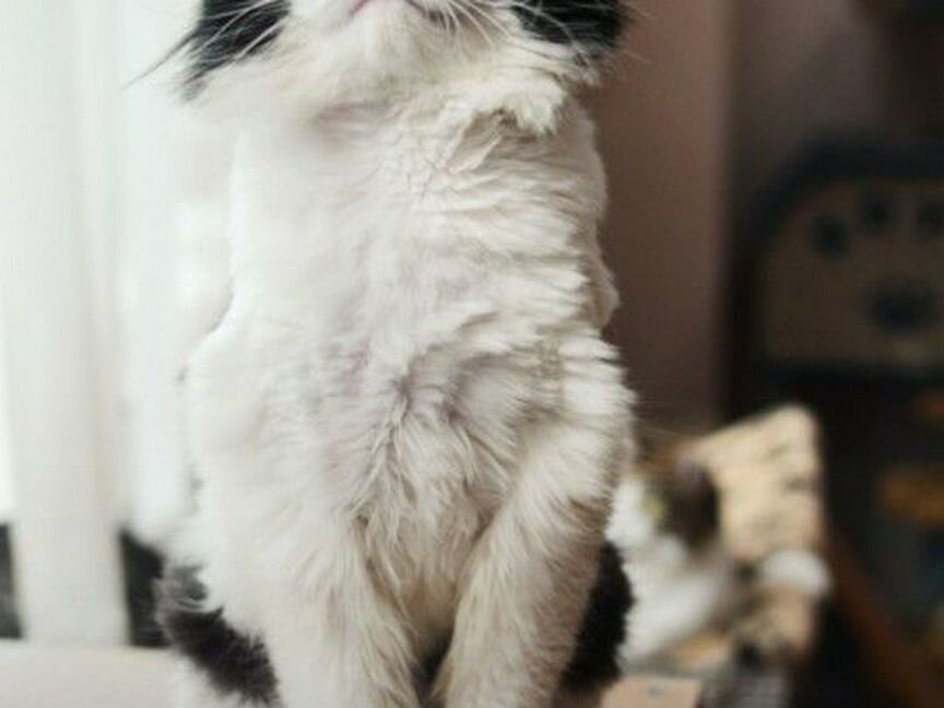 Нежный кот