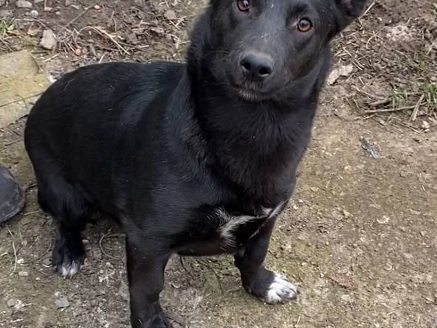 Небольшая собачка