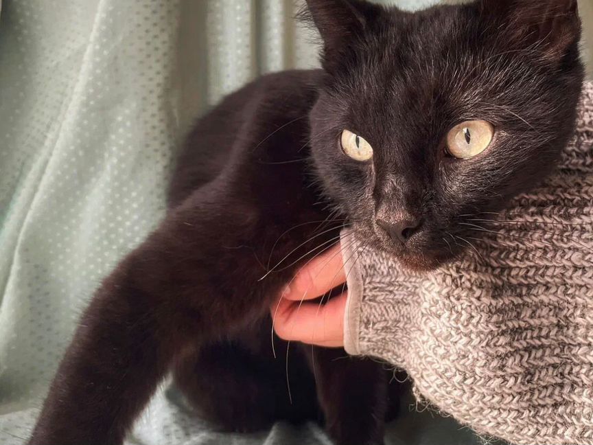 Отдается черный кот(с галстуком) Веня в добрые рук