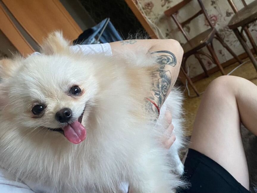 Померанский шпиц