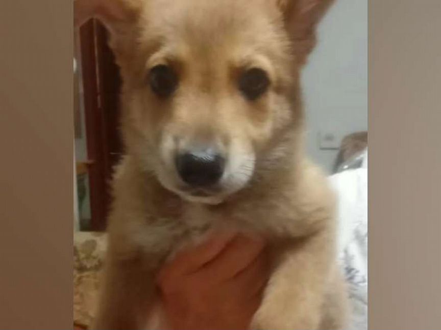 Собака в добрые руки отдам бесплатно