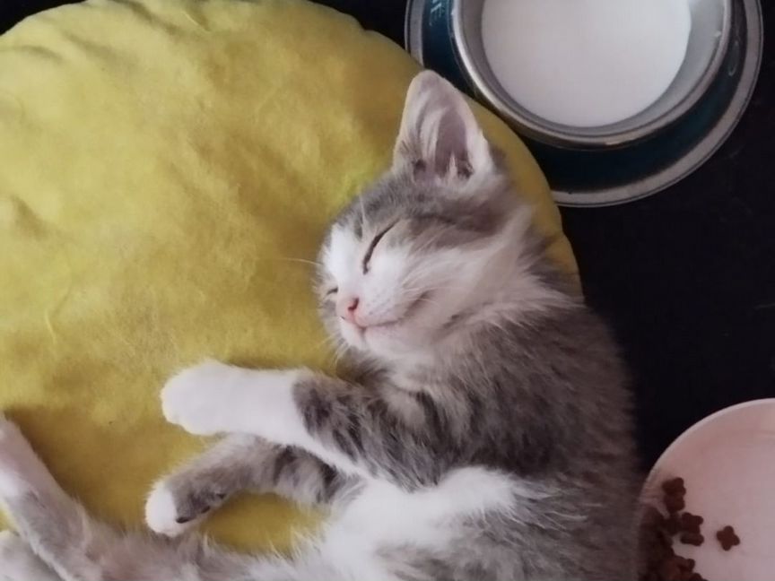 2-месячные котята в поисках мампап