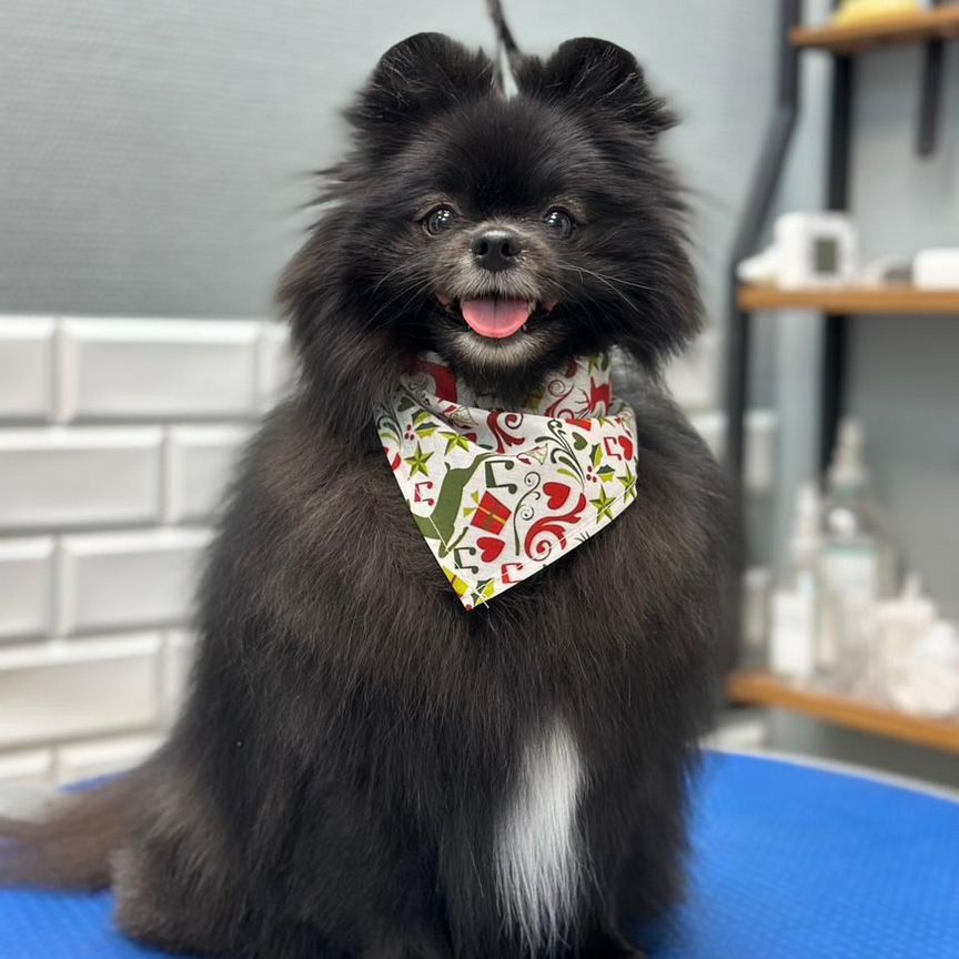 Шпиц в добрые руки