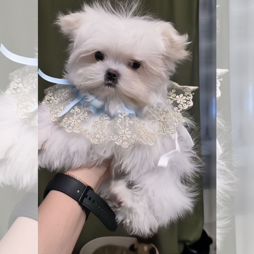 Мальтийская болонка, щенок