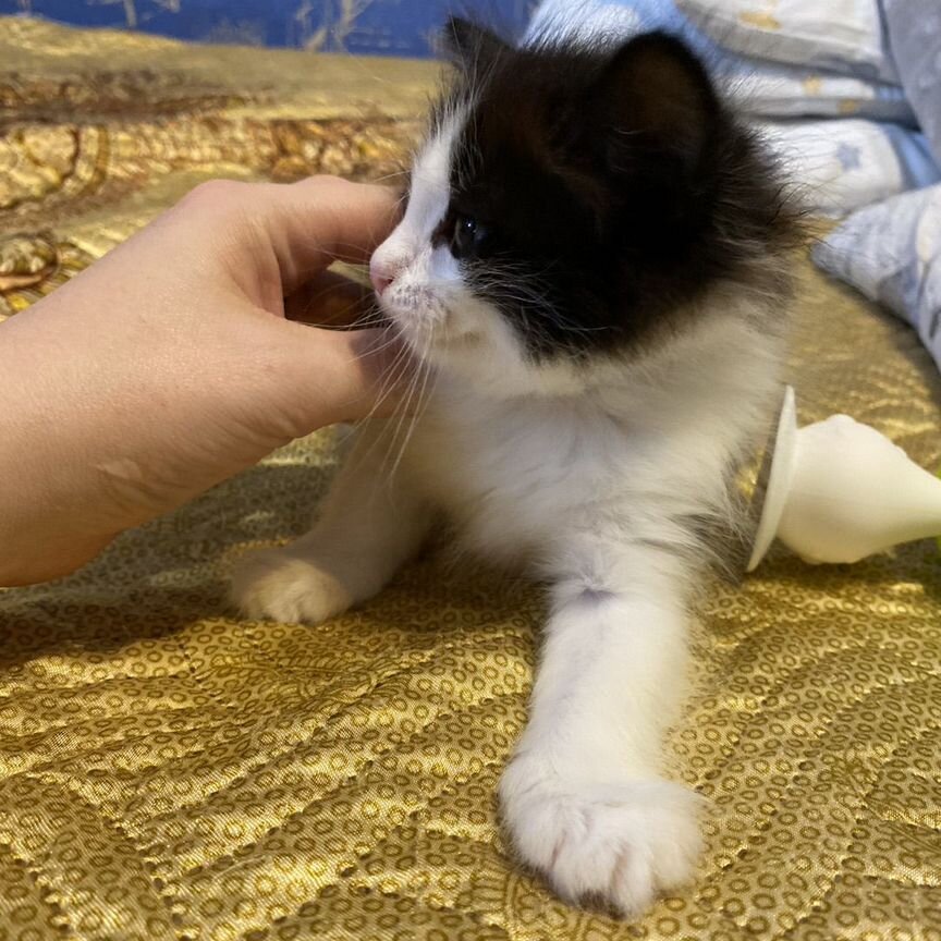 Отдам котят в добрые руки , две кошечки и котик