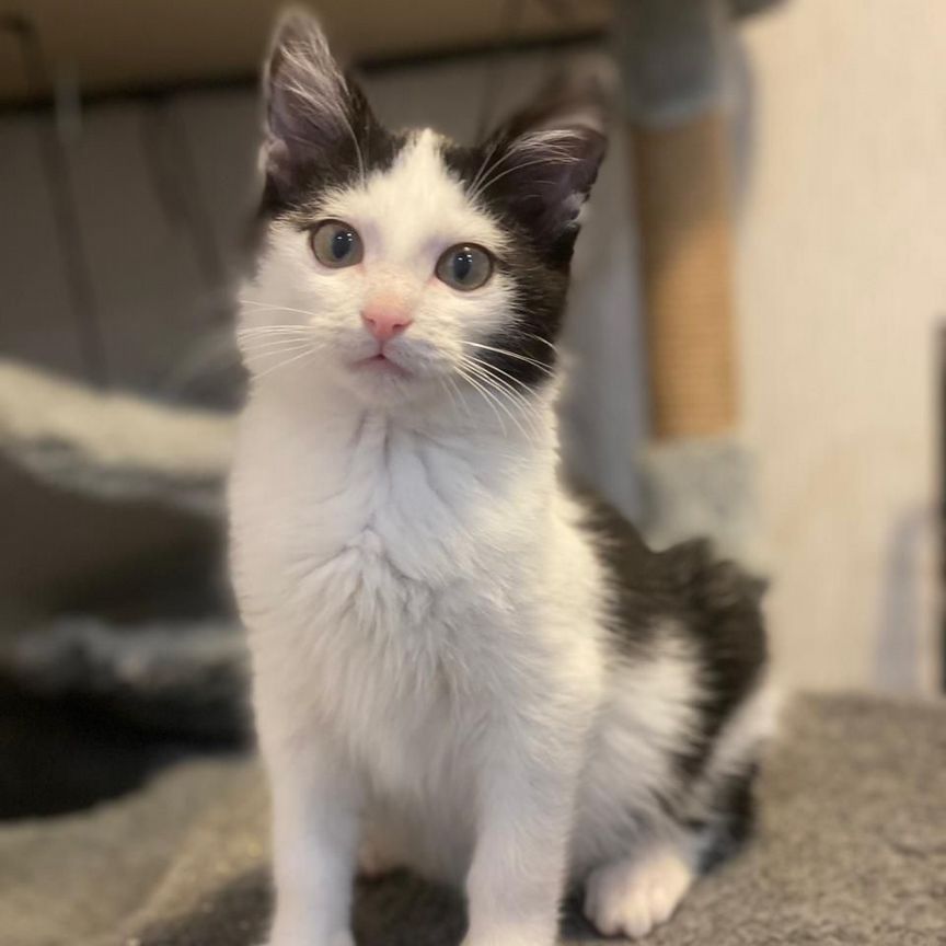 Котик красавчик в добрые руки