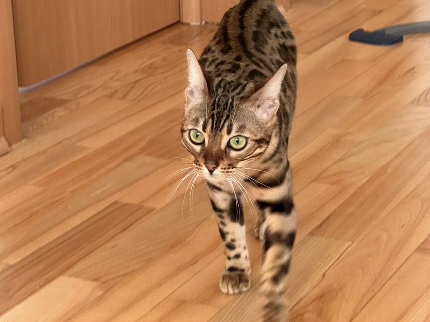 Бенгальская кошка