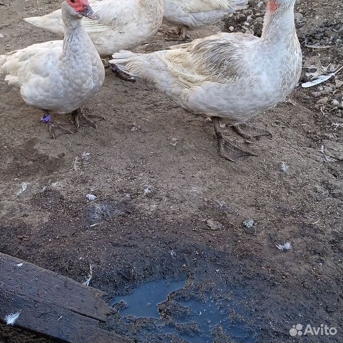 Индоутка лаванда