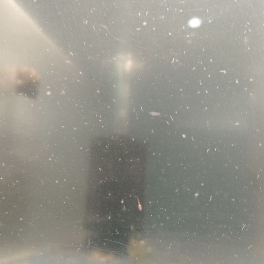 Мальки тернеций