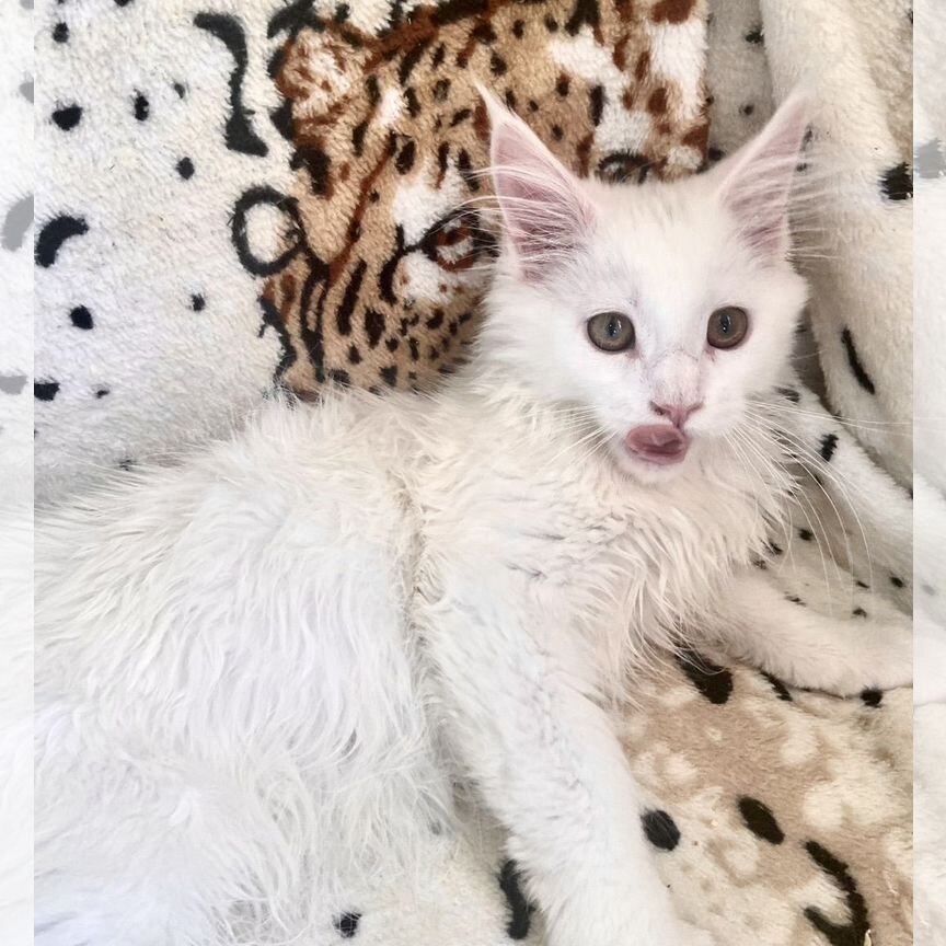 Мейн-кун котёнок