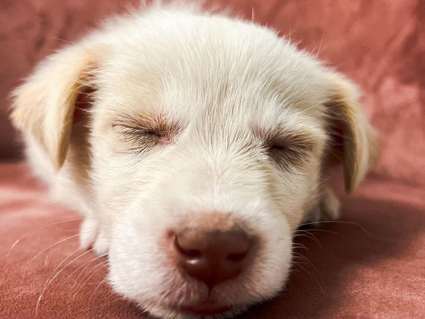 Щенок с шоколадным носом в добрые руки