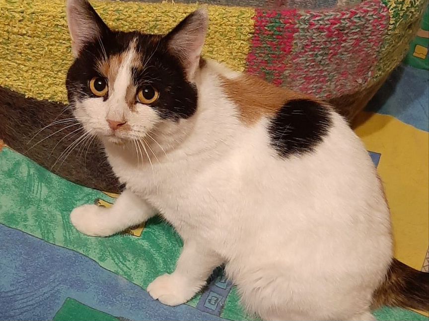 Очень ласковая молодая трехцветная кошечка