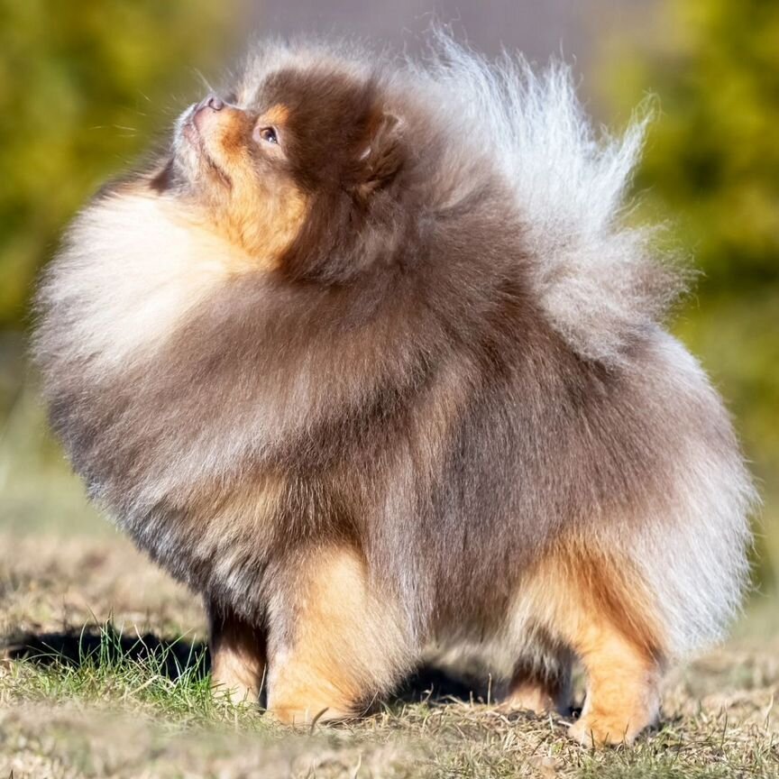 Померанский шпиц, вязка