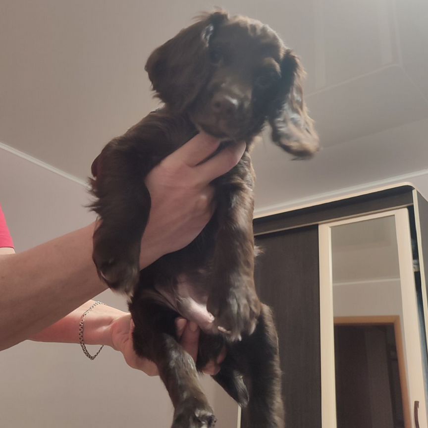 Русский охотничий спаниель, щенок