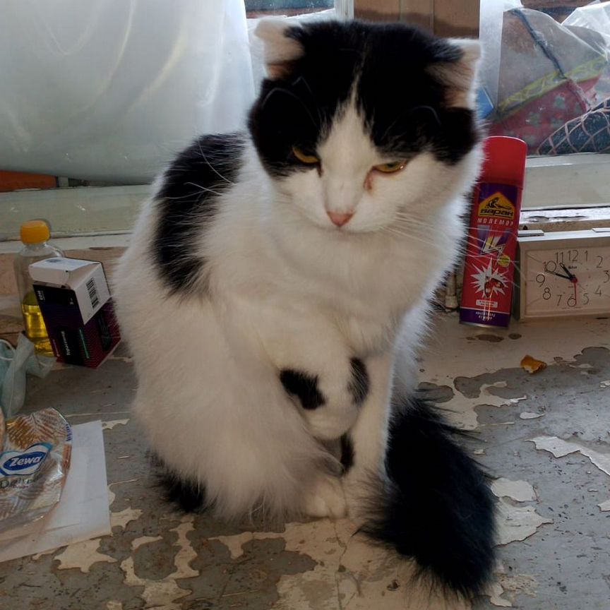 Кошка в дар бесплатно