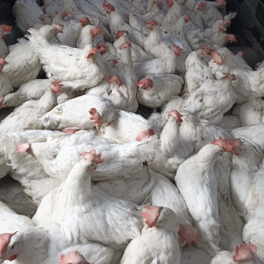 Куры несушки продам