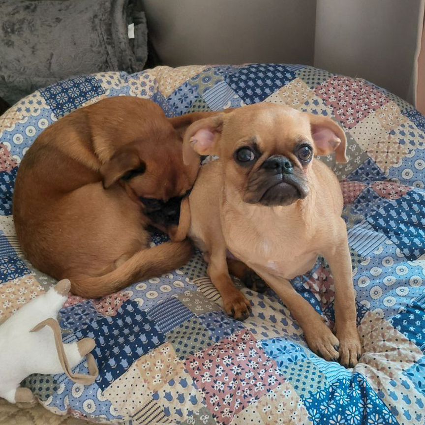 Пти-брабансон, щенок