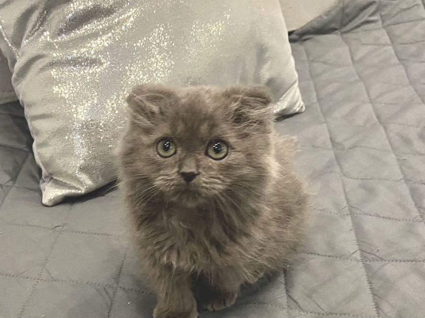 Британский вислоухий котенок мальчик 2 мес