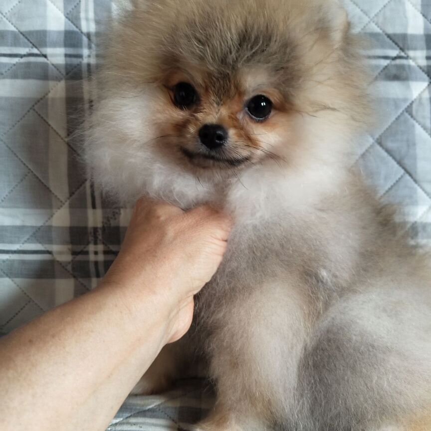 Померанский шпиц мини