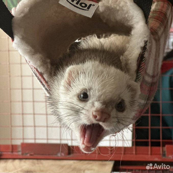 Хорек для вязки